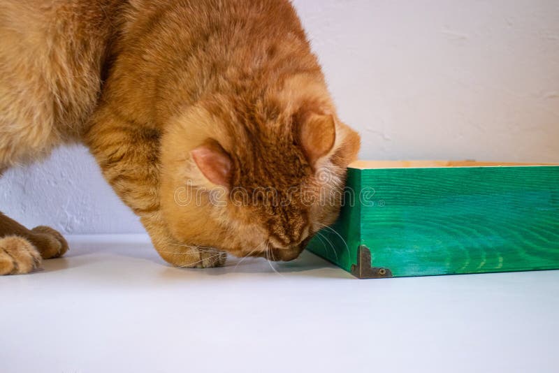 Red Ginger Cat Plaing with Big Green Box Stock Image - Image of nose ...