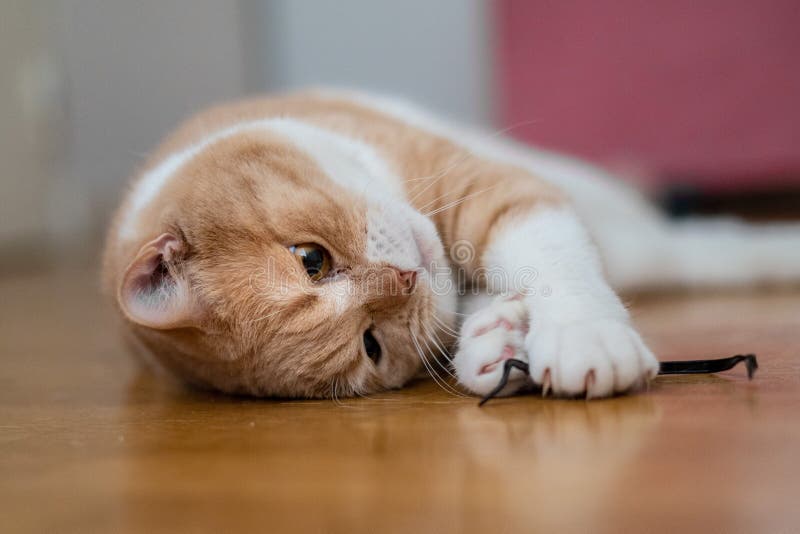 Cute Ginger Cat Playing in a House Stock Image - Image of orange ...