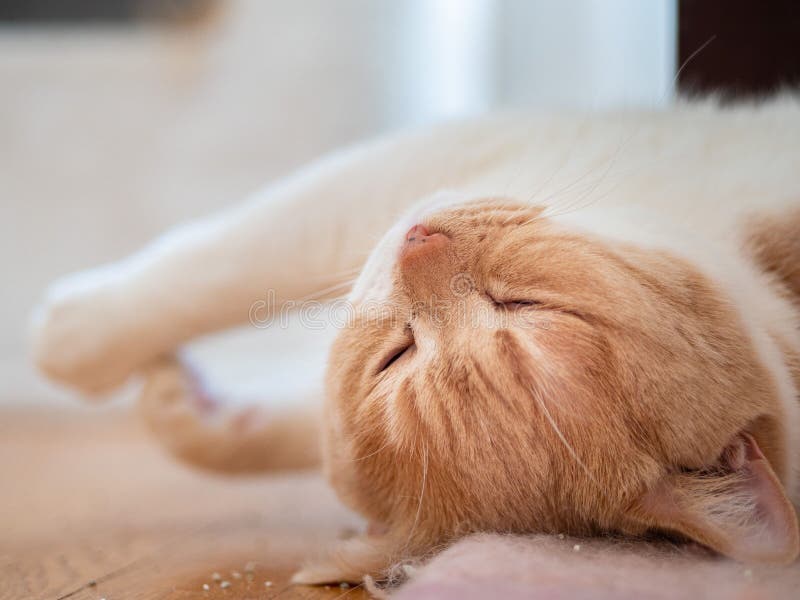 Cute Ginger Cat Playing in a House Stock Image - Image of cute, playful ...