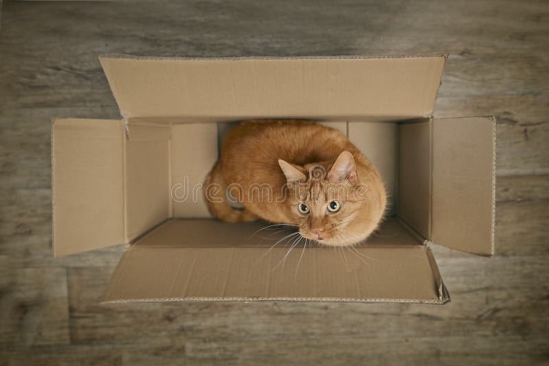 Cute Ginger Cat Sitting in a Cardboard Box and Looking Curious Up ...