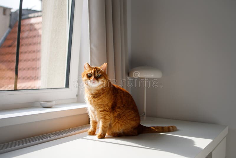 Cute Ginger Cat Sitting Near the Window and Looking at Camera Stock ...