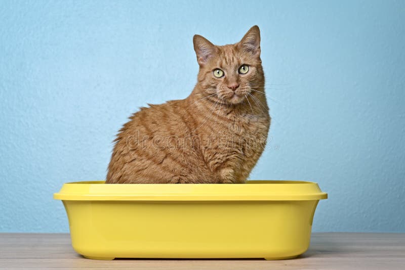 Cute Ginger Cat Sitting in a Open Litter Box and Looking at Camera ...