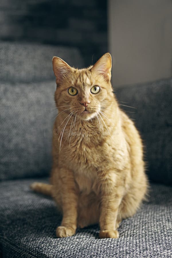 Cute Ginger Cat Sitting on the Sofa and Looking at Camera. Stock Photo ...