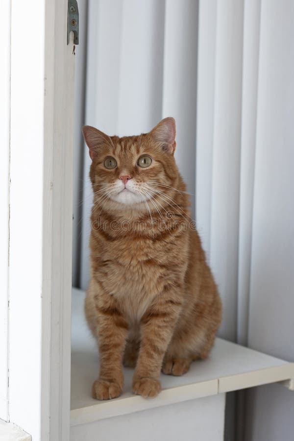 A Cute Ginger Cat Sitting on a Windowsill Stock Photo - Image of ...