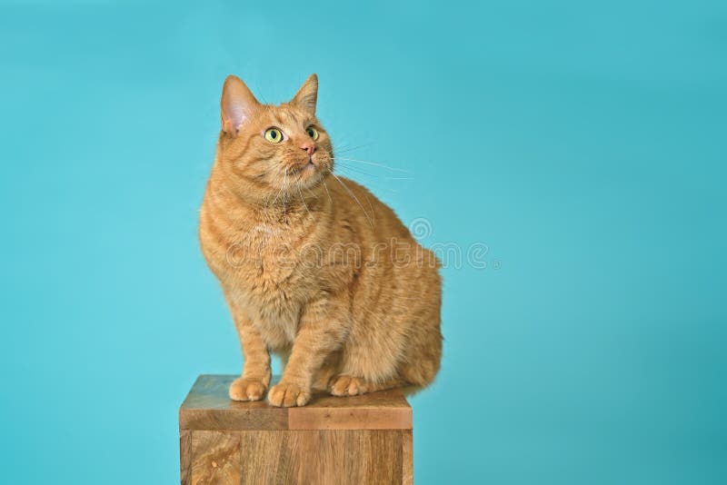 Cute Ginger Cat Sitting on Wooden Column and Looking Curious Away ...