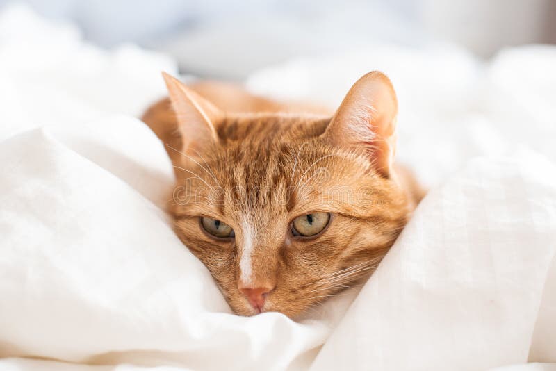 Cute Ginger Cat Sleeping in Bed, Relax Time Stock Image - Image of luck ...