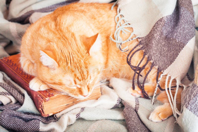 Cute Ginger Cat Sleeping on a Book Stock Image - Image of hair, lying ...