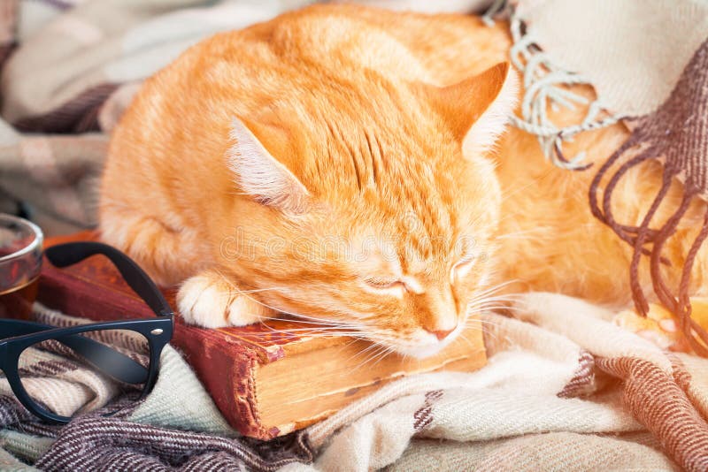Cute Ginger Cat Sleeping on a Book Stock Photo - Image of cozy ...