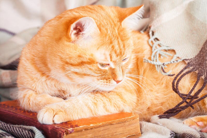 Cute Ginger Cat Sleeping on a Book Stock Photo - Image of carpet ...