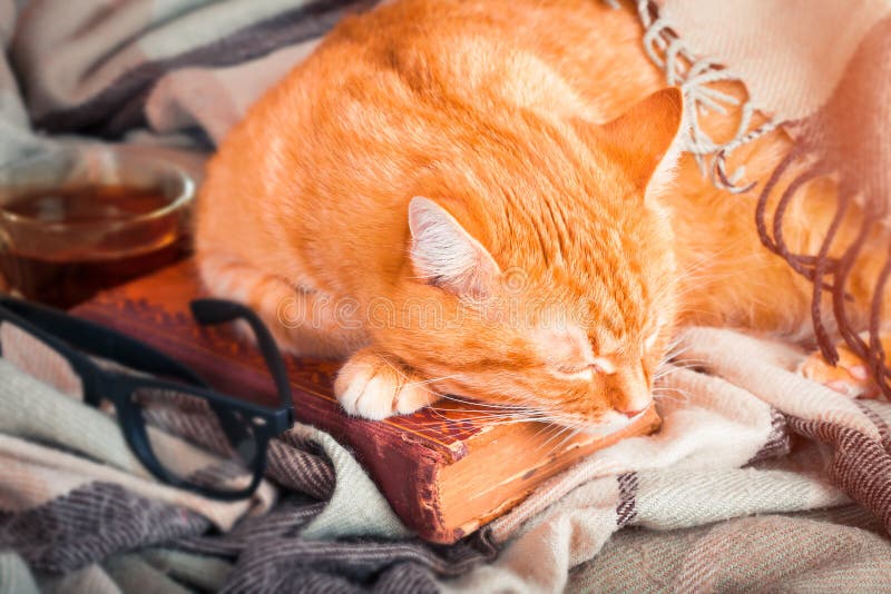 Cute Ginger Cat Sleeping on a Book Stock Image - Image of plaid, close ...