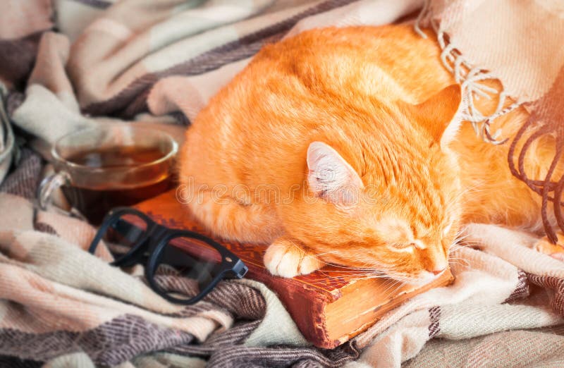 Cute Ginger Cat Sleeping on a Book Stock Photo - Image of home, blanket ...