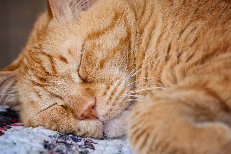 Cute Ginger Cat Sleeping on a Colored Rag Stock Photo - Image of ...