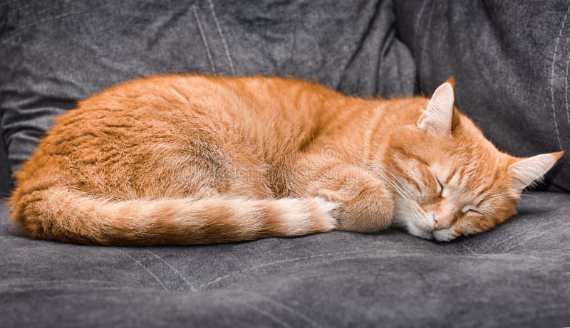 Sleeping ginger cat stock photo. Image of color, domestic - 262106516