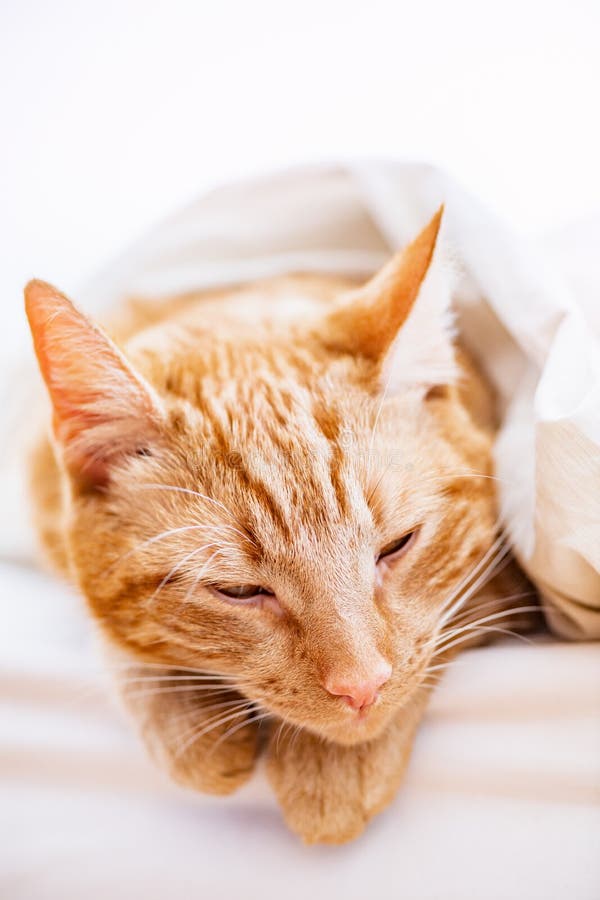 Cute Ginger Cat Sleeps on the Bed Stock Photo - Image of relax ...