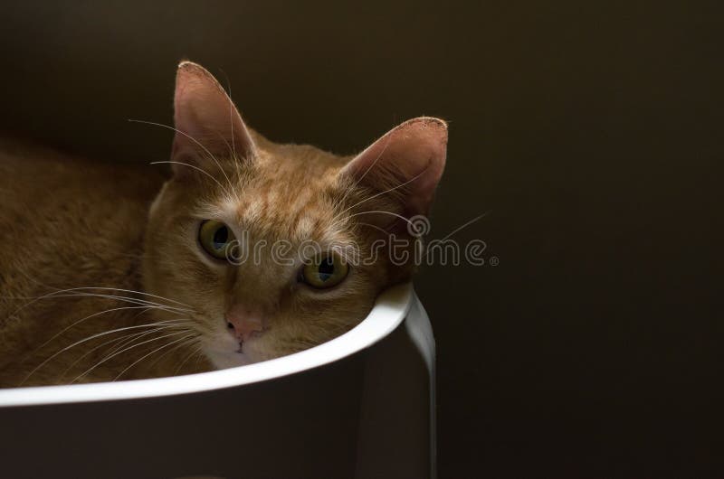 Cute Ginger Cat Staring Right at the Camera Stock Image - Image of ...
