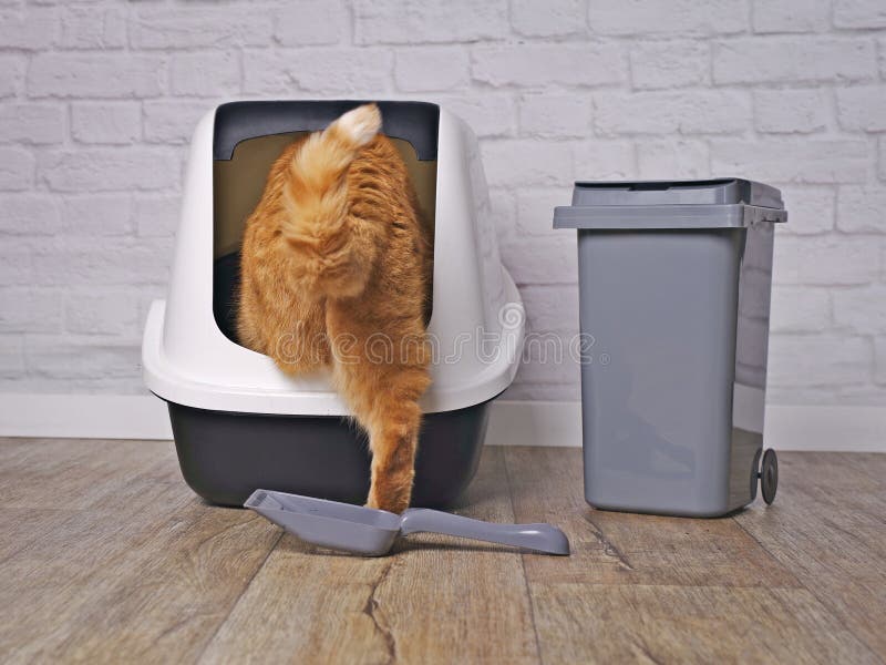Cute Ginger Cat Step Inside a Fresh Litter Box Next To a Trash Can ...