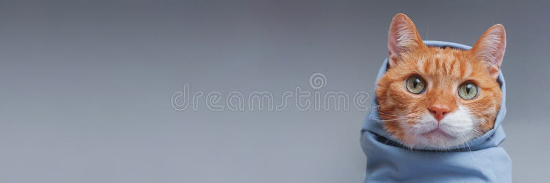 Cute Ginger Cat Wrapped in a Blue Shawl on a Gray Background, Banner ...