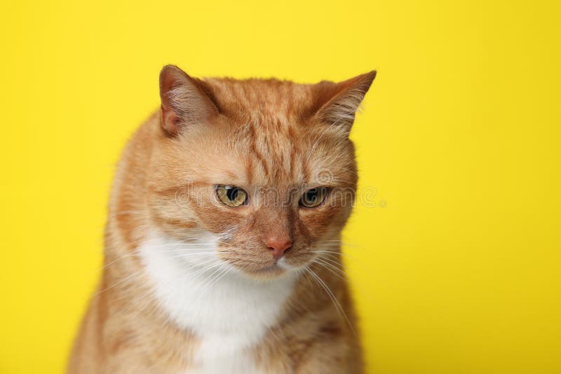 Cute Ginger Cat on Yellow Background. Adorable Pet Stock Image - Image ...