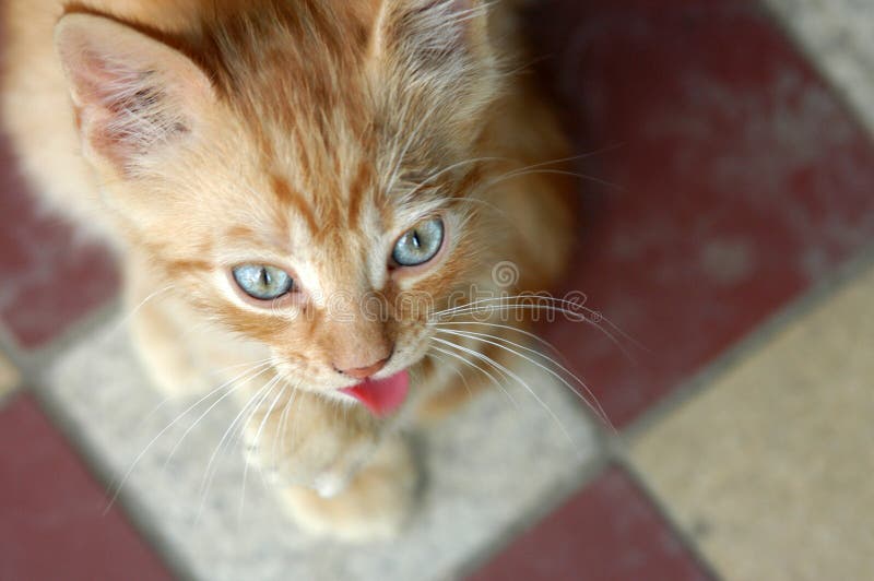 Cute ginger kitten stock image. Image of juvenile, catus - 1472739