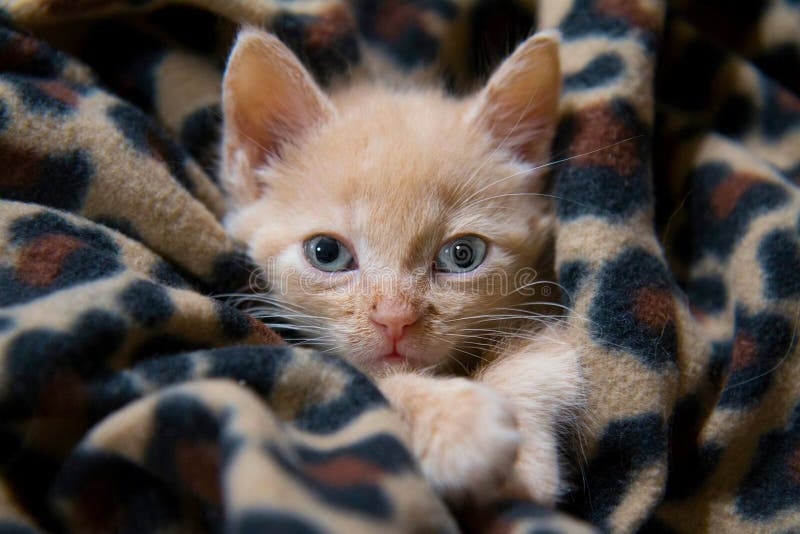 Cute Ginger Kitten with Beautiful Eyes Stock Photo - Image of nose ...