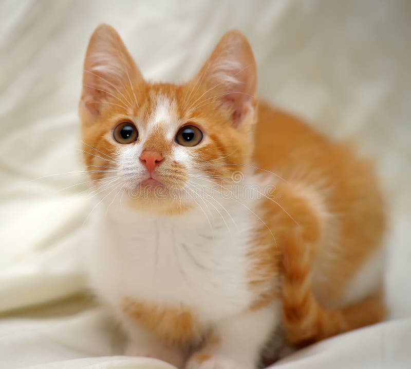 Cute ginger kitten stock image. Image of inquisitive - 42675127