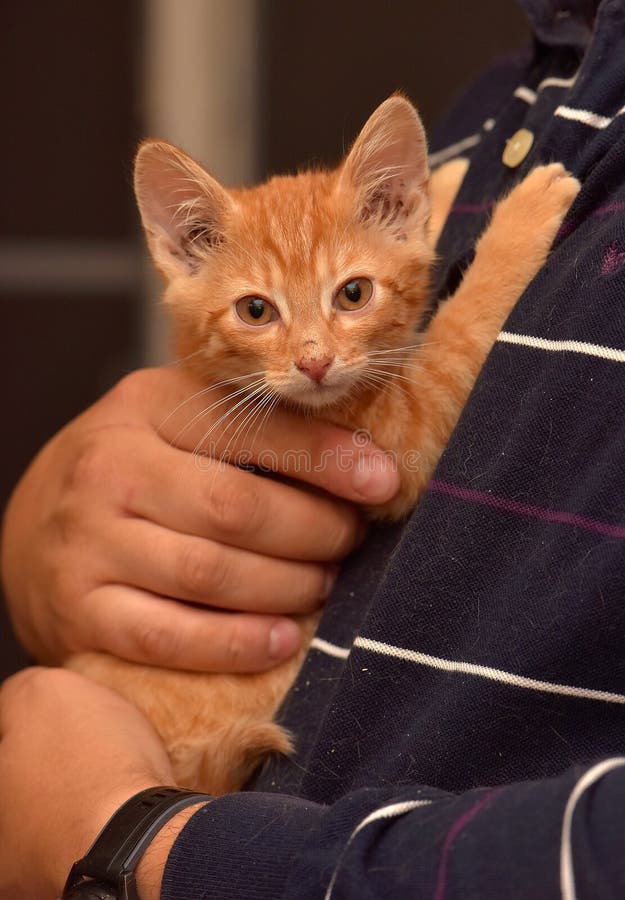 Cute Ginger Kitten in Hands Stock Image - Image of hair, animal: 240044663