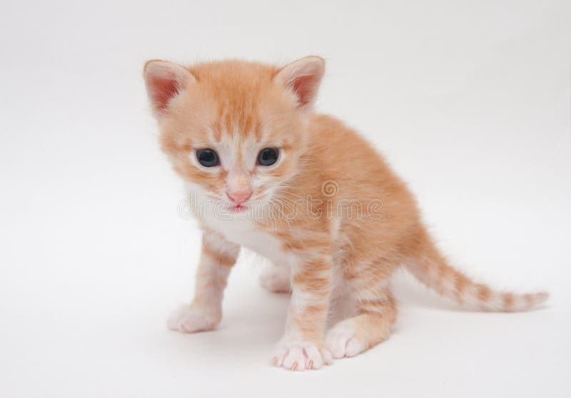 Cute Ginger Kitten Isolated On White Stock Image - Image of ginger ...