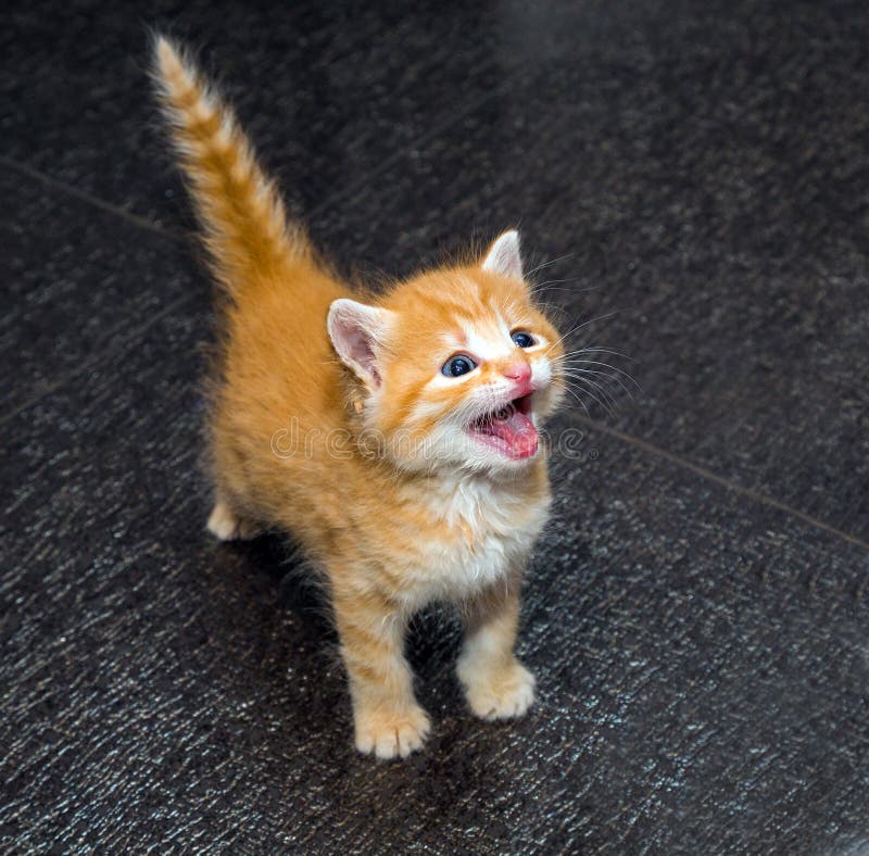 Cute ginger kitten stock photo. Image of expression, grooming - 74926524