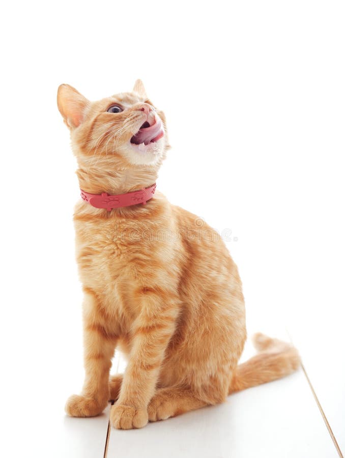 Cute Ginger Cat Lying Down. Side View Stock Photo - Image of cute ...