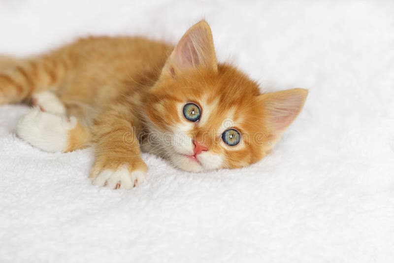 Cute ginger kitten looking stock photo. Image of watch - 57937232