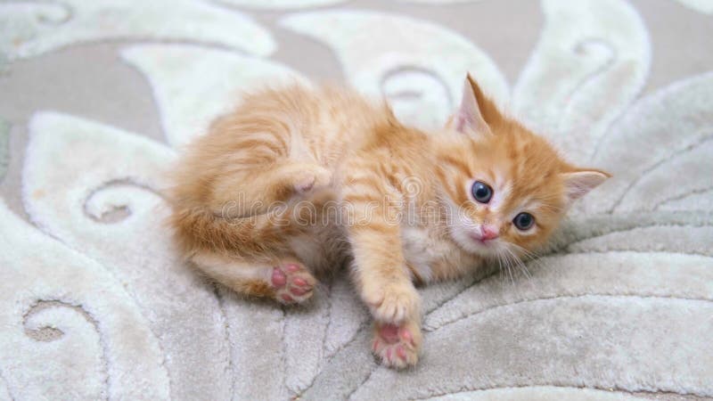 Cute Ginger Kitten Playing Close Up Stock Video - Video of ginger ...