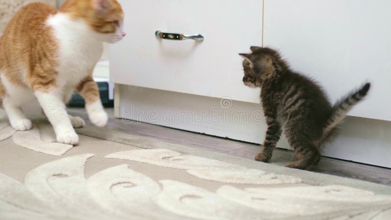 Cute Ginger Kitten Playing Close Up Stock Footage - Video of striped ...