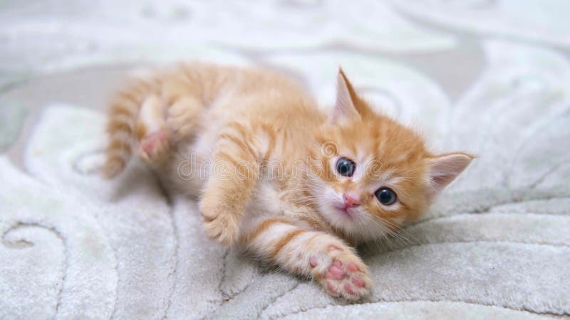 Cute Ginger Kitten Playing Close Up Stock Video - Video of cute, play ...