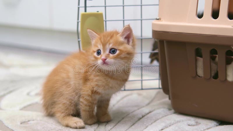 Cute Ginger Kitten Playing Close Up Stock Footage - Video of beautiful ...