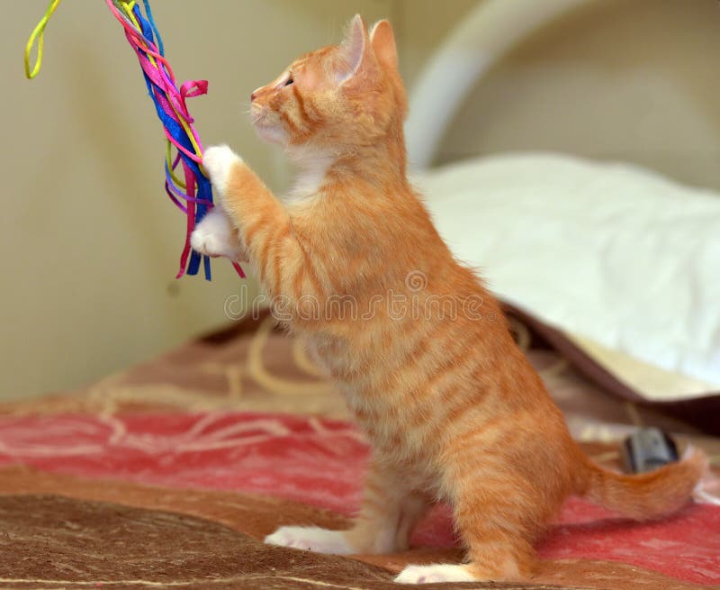 Ginger Kitten Playing on the Couch Stock Image - Image of furry, game ...