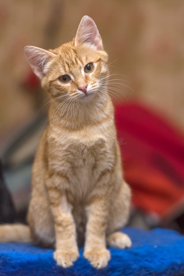 Cute Ginger Kitten with Orange Eyes Stock Photo - Image of kitty, ears ...