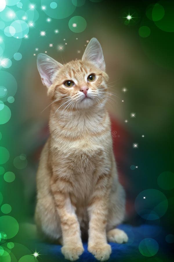 Cute Ginger Kitten Portrait Stock Photo - Image of pedigreed, orange ...