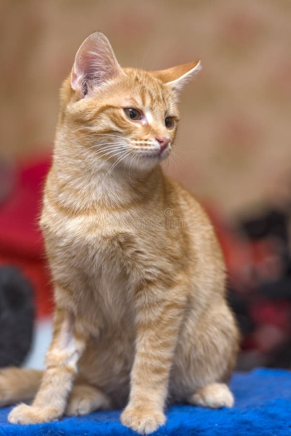 Cute Ginger Kitten Portrait Stock Photo - Image of funny, little: 173423288