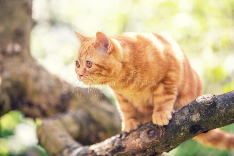 Cute Ginger Kitten Sitting on a Tree Stock Photo - Image of kitten ...
