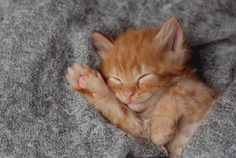 Cute Ginger Kittens Sleeping on a Fur Blanket. Concept of Happy ...