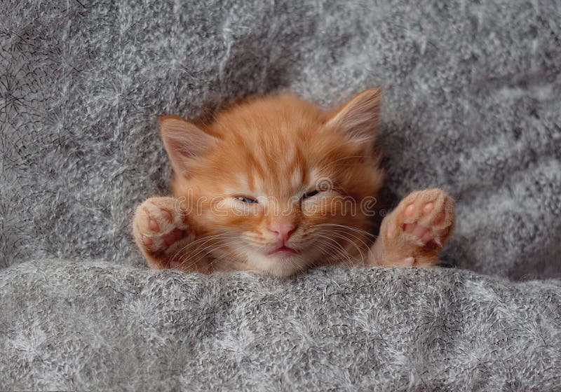 Cute Little Ginger Kitten Sleeps on Fur Gray Blanket Stock Image ...