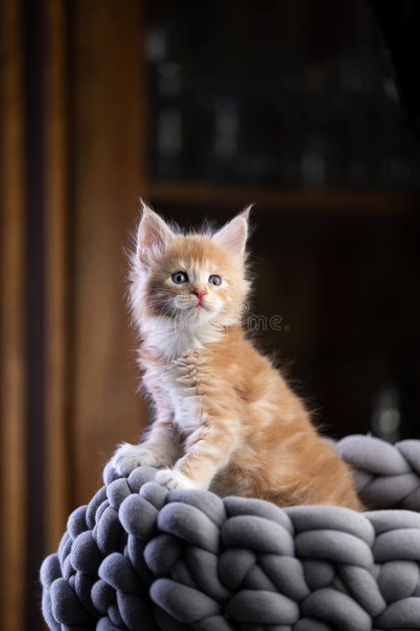 Ginger Maine Coon Kitten in Pet Bed Portrait Stock Photo - Image of ...