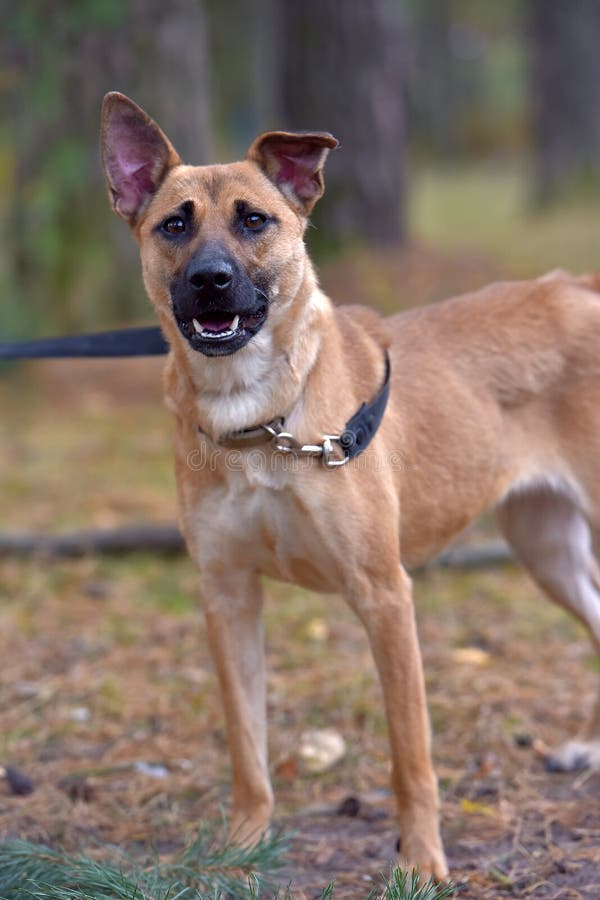 Ginger Mongrel Dog at Animal Shelter Stock Image - Image of happy ...