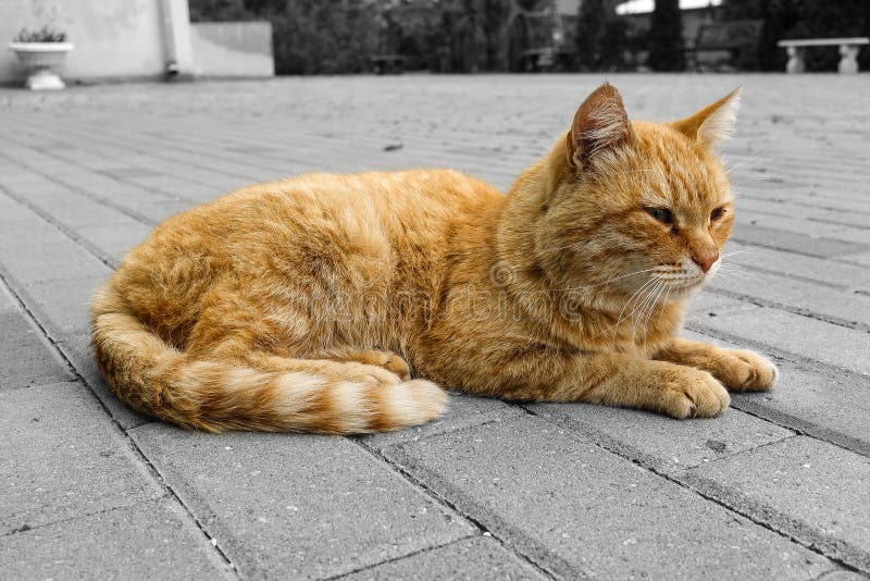A Cute Ginger Stray Cat is Resting. Bleached Background Stock Photo ...