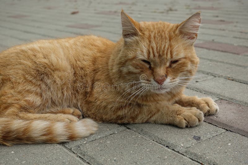 A Cute Ginger Stray Cat is Resting Stock Photo - Image of experienced ...