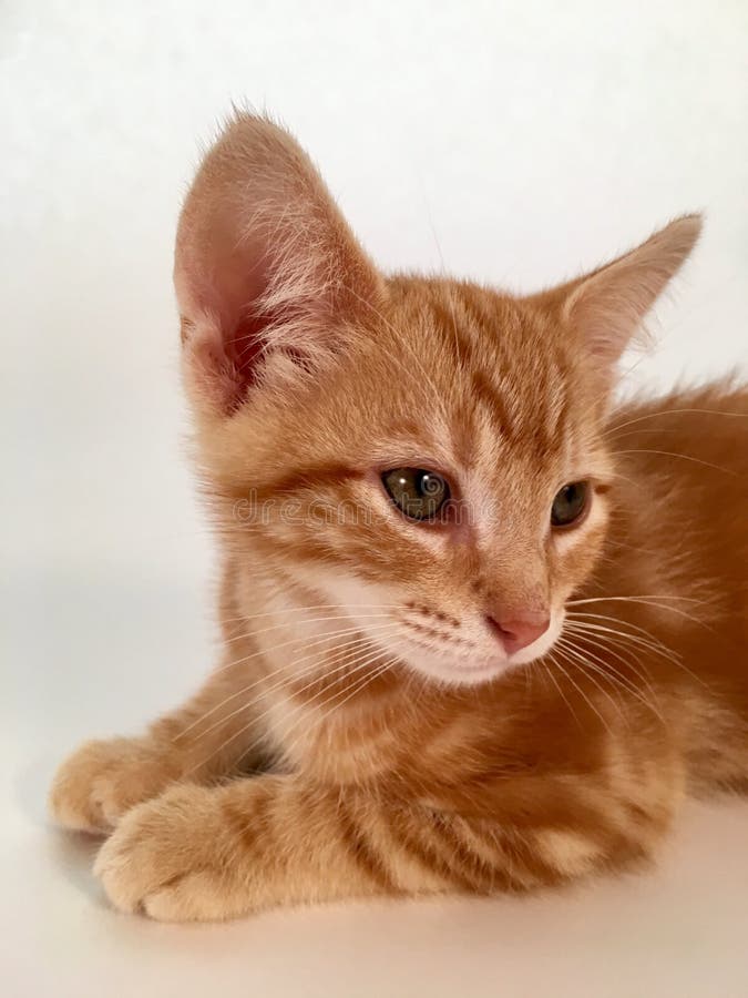 Cute ginger tabby cat stock photo. Image of animal, orange - 185902446