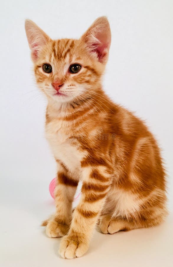Cute ginger tabby cat stock image. Image of feline, furry - 185902447