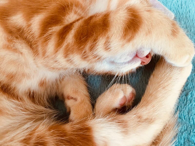 Cute ginger tabby cat stock photo. Image of kitten, cute - 185902456