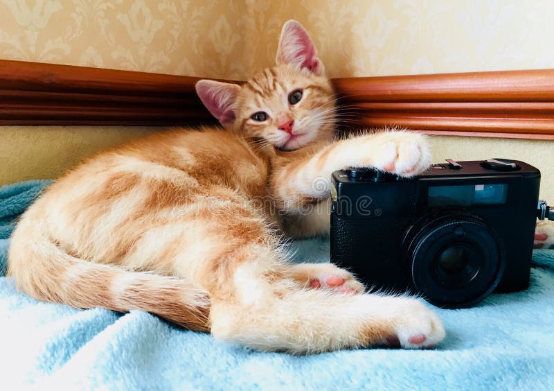 Cute ginger tabby cat stock image. Image of furry, camera - 185902461