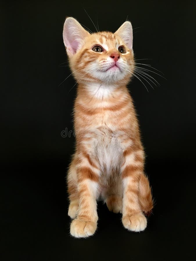 Cute ginger tabby cat stock photo. Image of animal, furry - 185902464